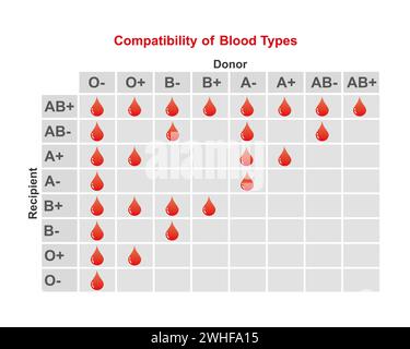 ABO blood type compatibility, illustration Stock Photo - Alamy