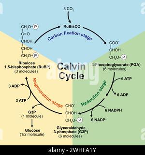 Calvin cycle, illustration Stock Photo - Alamy