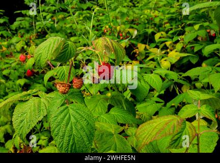 In the garden after the rain fragrant red berry raspberry with green ...