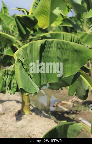Early foliar symptom of calcium and boron deficiency showing deformed ...