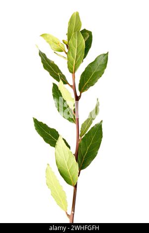 Detail of laurel branch Stock Photo - Alamy