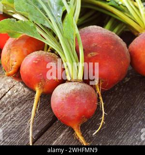 Raw organic golden beets on rustic wooden background Stock Photo - Alamy