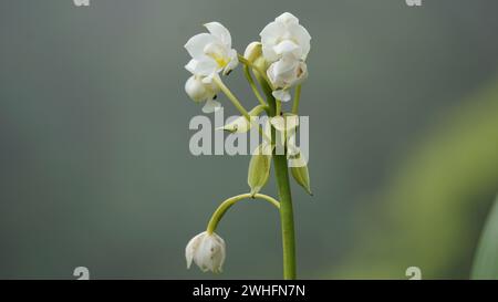 Eulophia nuda (spectacular eulophia, Amarkand). This plant have been ...