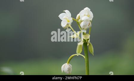Eulophia nuda (spectacular eulophia, Amarkand). This plant have been ...