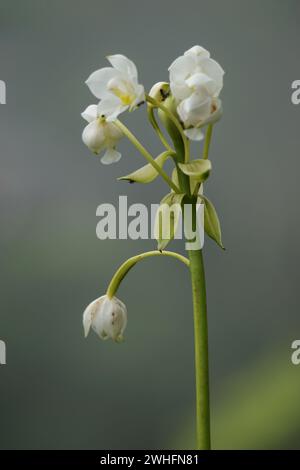 Eulophia nuda (spectacular eulophia, Amarkand). This plant have been ...