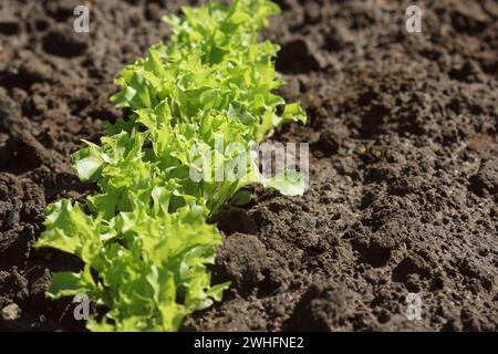 Fresh green curly Lettuce salad background. Top view Stock Photo - Alamy
