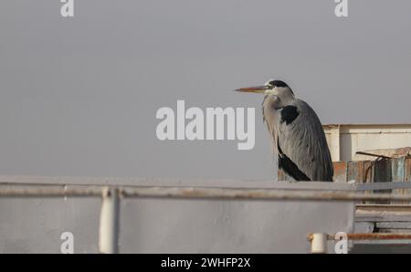 A heron bird near a river Stock Photo - Alamy