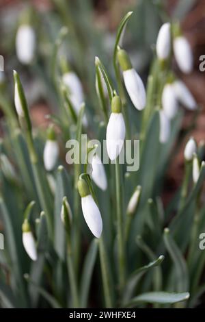 A drift of early flowering Snowdrops (Galanthus Stock Photo - Alamy