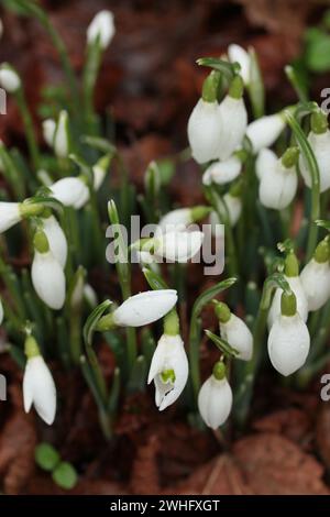 A drift of early flowering Snowdrops (Galanthus Stock Photo - Alamy