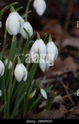 A drift of early flowering Snowdrops (Galanthus Stock Photo - Alamy