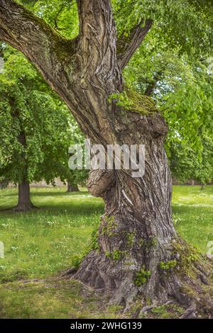 Old Rooty Tree Stock Photo - Alamy