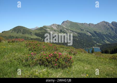 Alpine roses, Lake Arnensee and mountain Stock Photo - Alamy