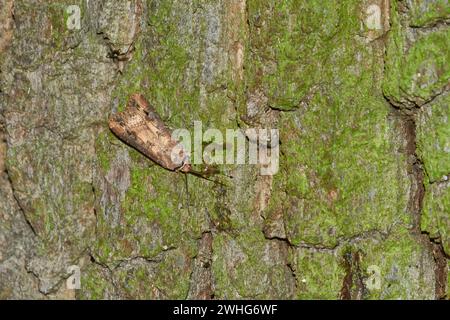 Black Cutworm Moth (Agrotis ipsilon) roosting on the ground, dorsal ...