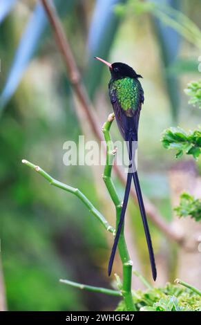A Doctor Bird or Wimpelschwanz (Trochilus polytmus), Hummingbird ...