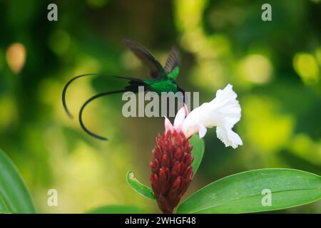 A Doctor Bird or Wimpelschwanz (Trochilus polytmus), Hummingbird ...