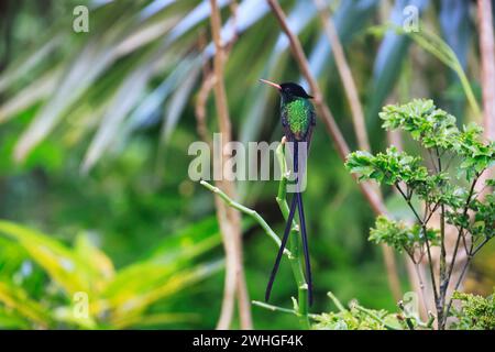 A Doctor Bird or Wimpelschwanz (Trochilus polytmus), Hummingbird ...