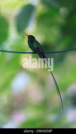 A Doctor Bird or Wimpelschwanz (Trochilus polytmus), Hummingbird ...