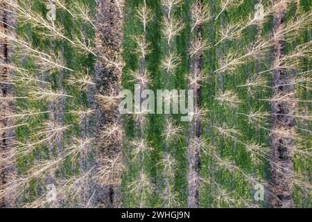 New planting of poplar trees for paper production Stock Photo - Alamy