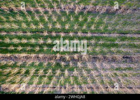 New planting of poplar trees for paper production Stock Photo - Alamy