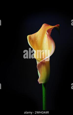 Yellow Calla Lily With Leaf Against Black Background Still Life Stock ...