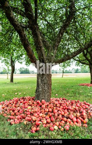 Red apples fruits under apple tree in orchard Stock Photo - Alamy