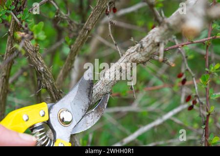 Pruning branches of the barberry bush with pruner shears in spring. The ...