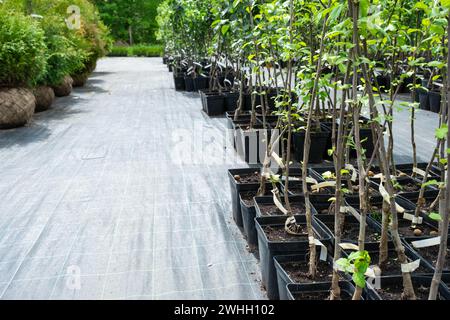 Nursery of fruit and berry trees and bushes for planting on a garden ...