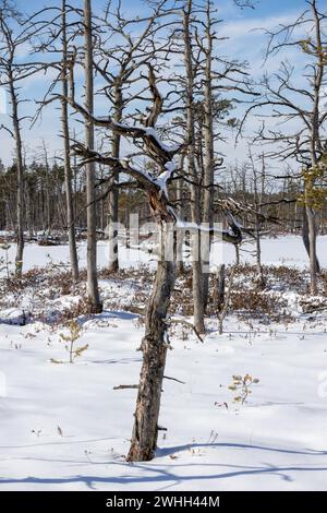 A withered tree trunk in a swamp on a snowy background in the day Stock ...