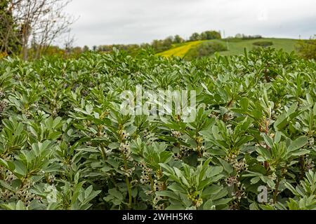Flowering broad bean plants at an agricultural field Stock Photo - Alamy