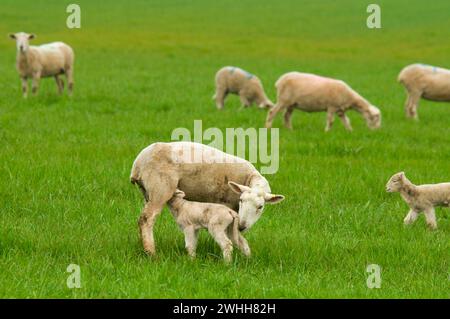 Sheep with lamb, Linn County, Oregon Stock Photo - Alamy