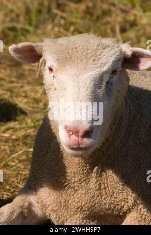 Sheep, Northwest Champion Sheep Dog Trials, Linn County Lamb & Wool ...