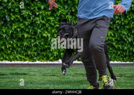 Great Dane chasing a person Stock Photo - Alamy