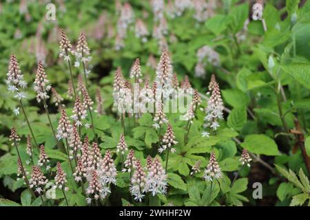 Variety of the heartleaf foam flower (Tiarella cordifolia) in the spa ...