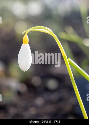Snowdrop (Galanthus Plicatus) 'Wendy's Gold' Stock Photo - Alamy