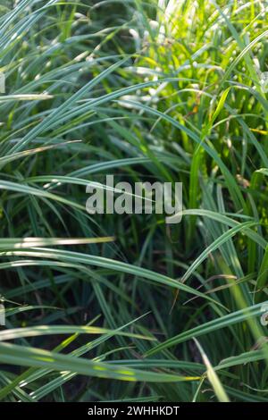 The nature grass sedge background and texture Stock Photo - Alamy
