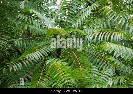 Chinese vegetable tree, tree vegetable, Toona sinensis Stock Photo - Alamy