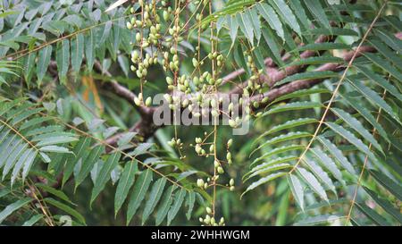 Chinese vegetable tree, tree vegetable, Toona sinensis Stock Photo - Alamy