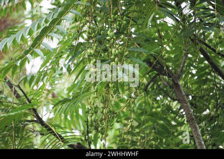 Chinese vegetable tree, tree vegetable, Toona sinensis Stock Photo - Alamy