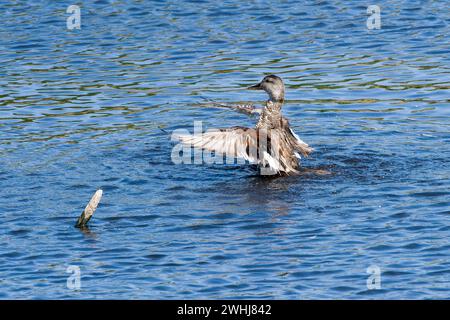 Gadwall (Mareca strepera) Middle Duck, Creaky Duck, male, reed area ...