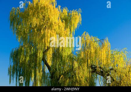 Weeping willow, Ankeny National Wildlife Refuge, Oregon Stock Photo - Alamy