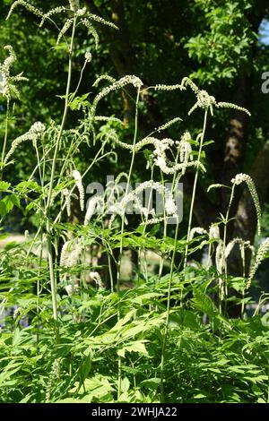 botany, Black bugbane, (Cimicifuga racemosa), blossom, inflorescence ...