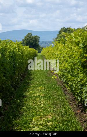 Vineyard with Frontenac grapes growing. Quebec, Canada Stock Photo - Alamy