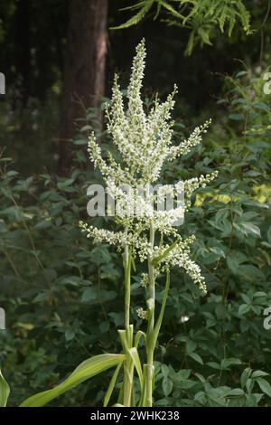 California corn lily (Veratrum californicum californicum) Plantae Stock ...