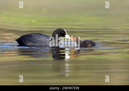 Coot, young bird, feeding Stock Photo - Alamy