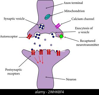 vector illustration nerve impulse transmission along neuron vector illustration of nerve impulse ...