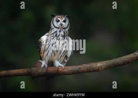 Striped Owl (Asio clamator) - Bird of Prey Stock Photo - Alamy