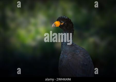 Portrait of a black curassow (Crax alector), also known as the crested ...