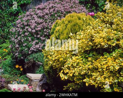 Variegated Flowers in Full Bloom Stock Photo - Alamy
