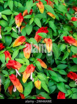 Shrimp Plant (Beloperone guttata) (Justicia brandegeana), Mexican ...