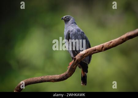 Crane Hawk (Geranospiza caerulescens Stock Photo - Alamy